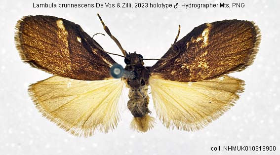 Papua Insects Foundation (Lepidoptera/Erebidae/Arctiinae/Lithosiini ...